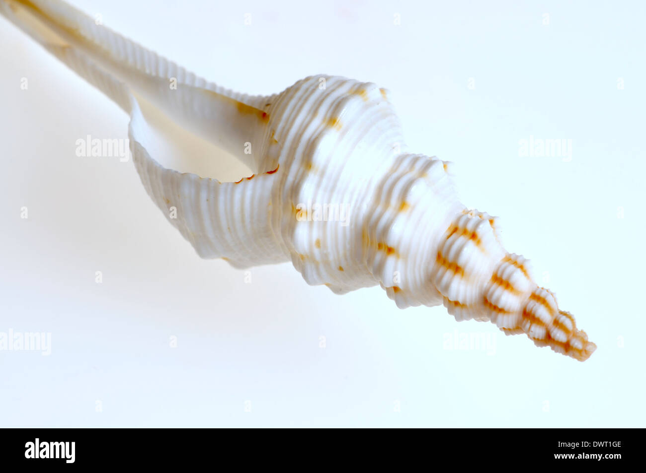 Spindle Shell Stock Photos & Spindle Shell Stock Images - Alamy