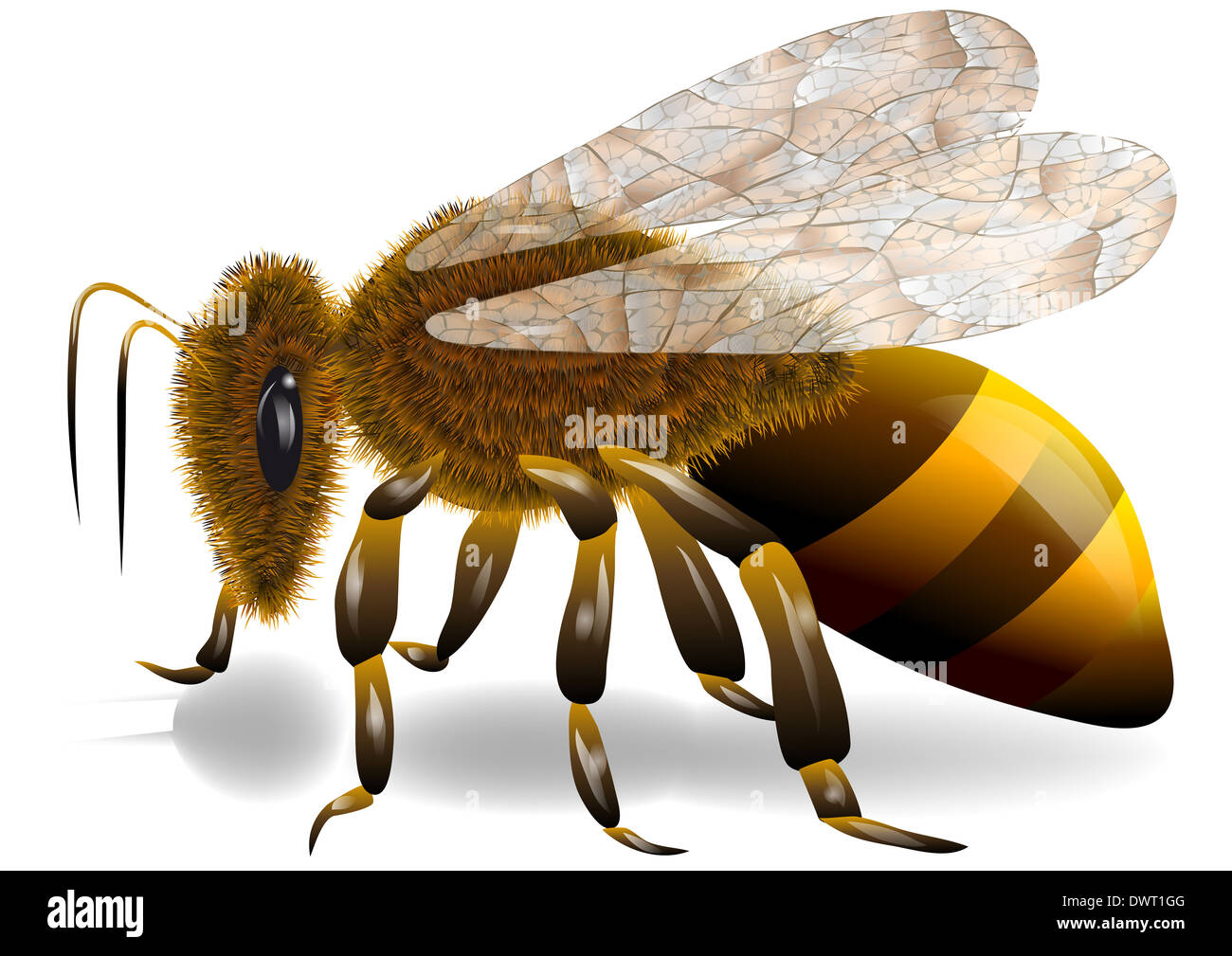 bee on a white background Stock Photo - Alamy