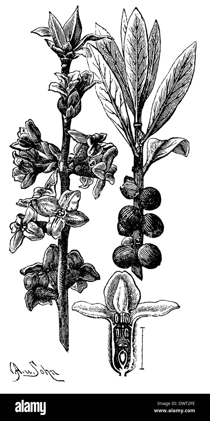 Daphne Black and White Stock Photos & Images - Alamy