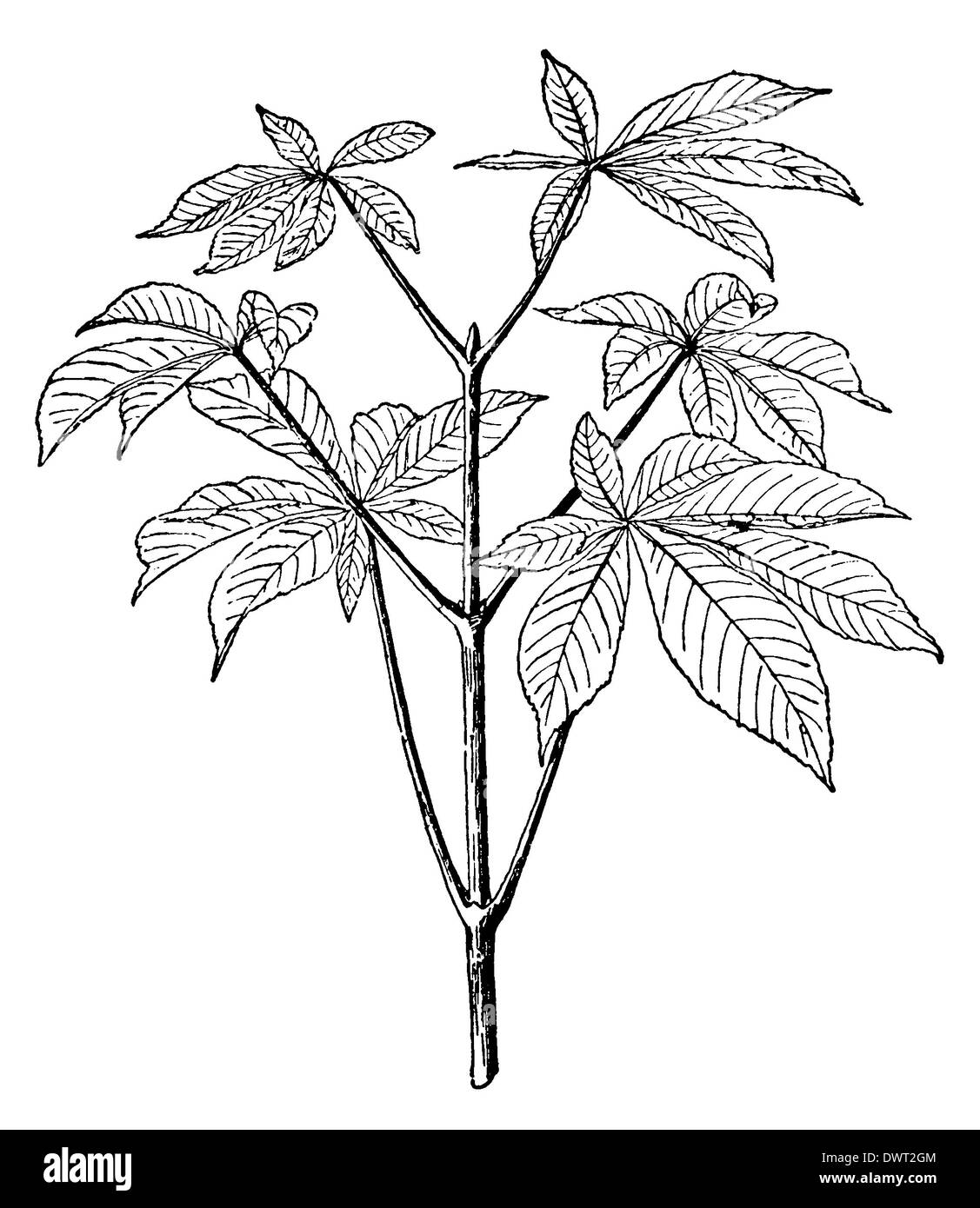 Chestnut plants Black and White Stock Photos & Images - Alamy