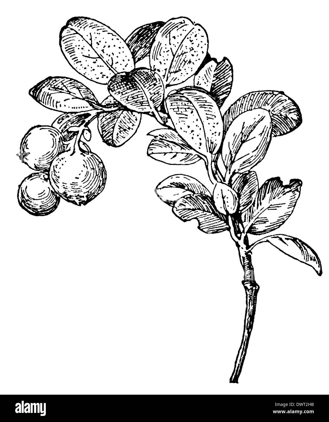 Cowberry botanical illustration hi-res stock photography and images - Alamy