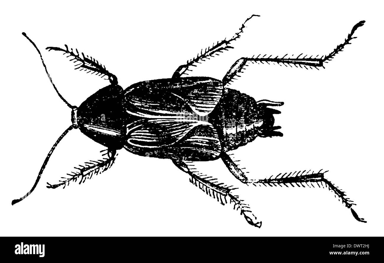 Cockroach engraving hi-res stock photography and images - Alamy