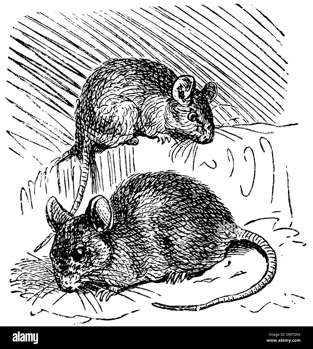 Vintage mouse hi-res stock photography and images - Alamy