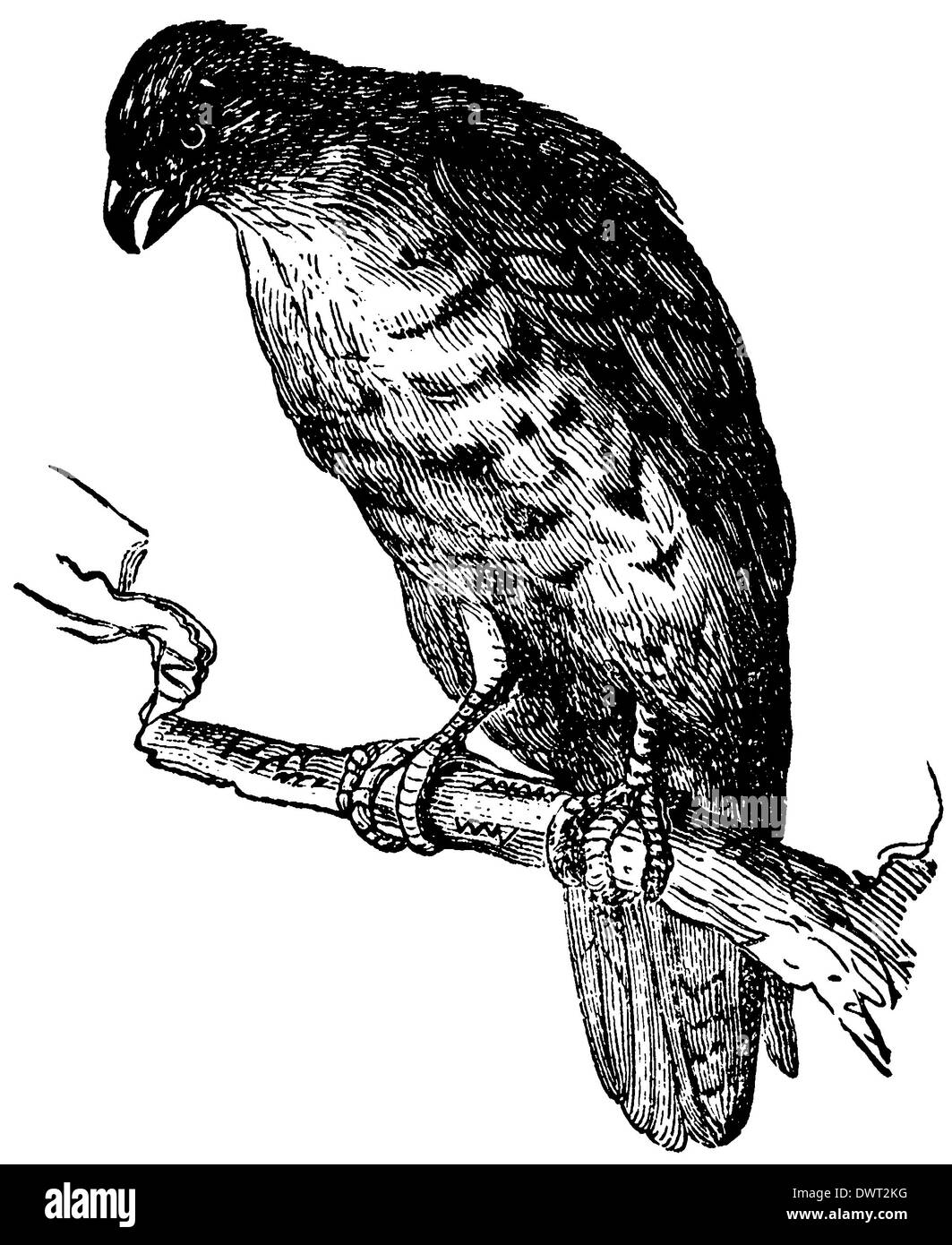 White buzzard Black and White Stock Photos & Images - Alamy