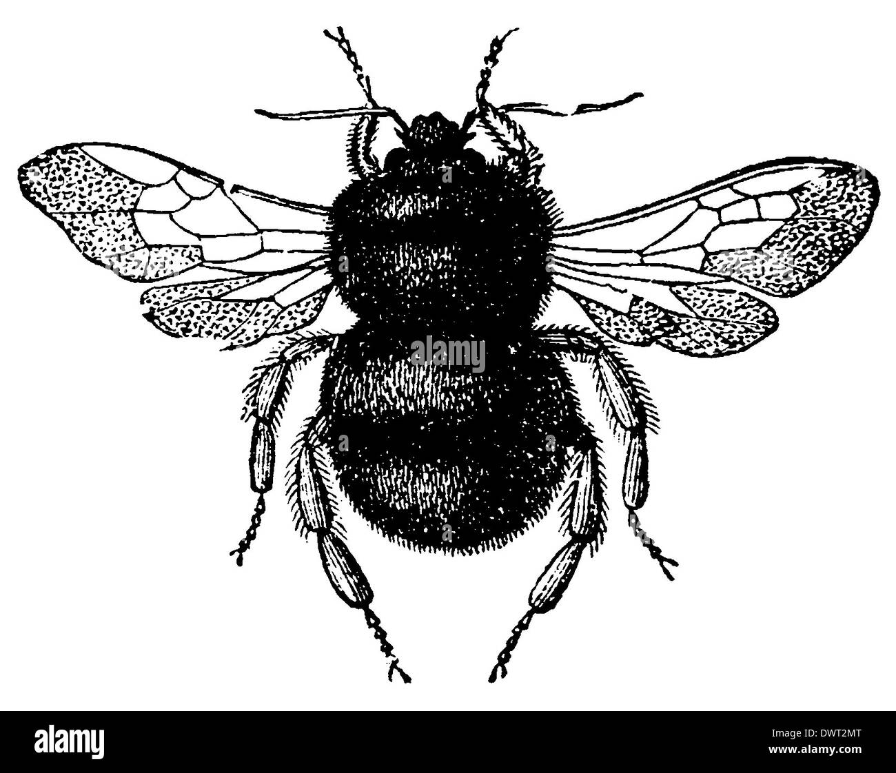 Drawing bumblebee hi-res stock photography and images - Alamy