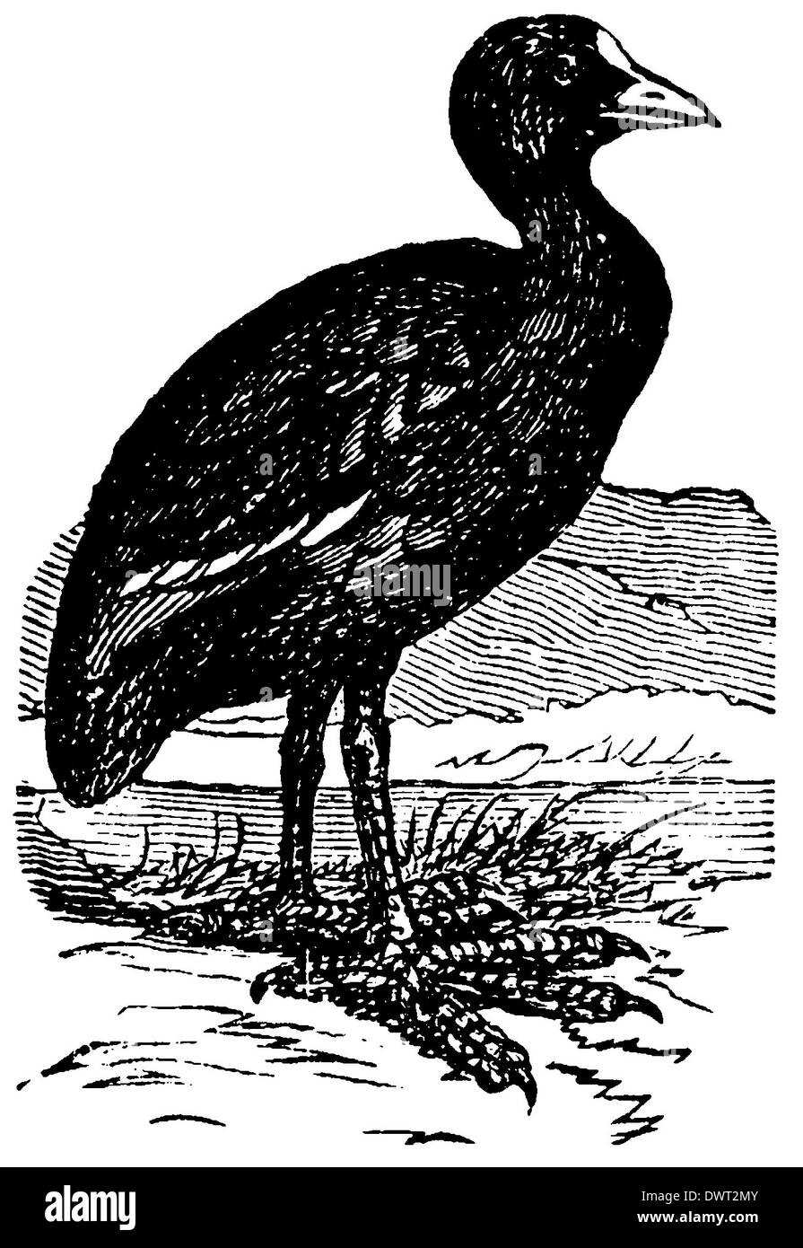 Black and white coot Black and White Stock Photos & Images - Alamy