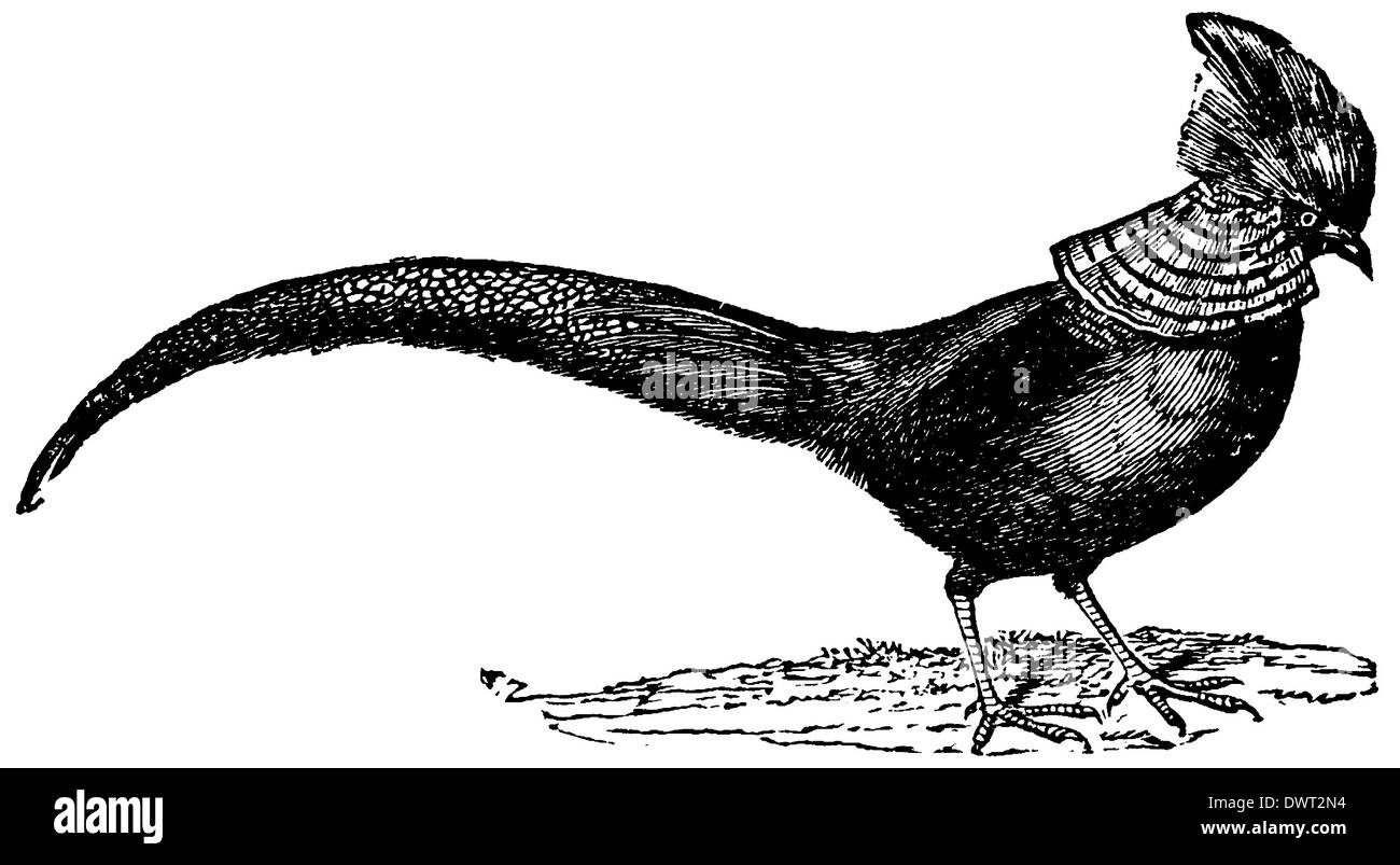 Pheasant drawing hi-res stock photography and images - Alamy