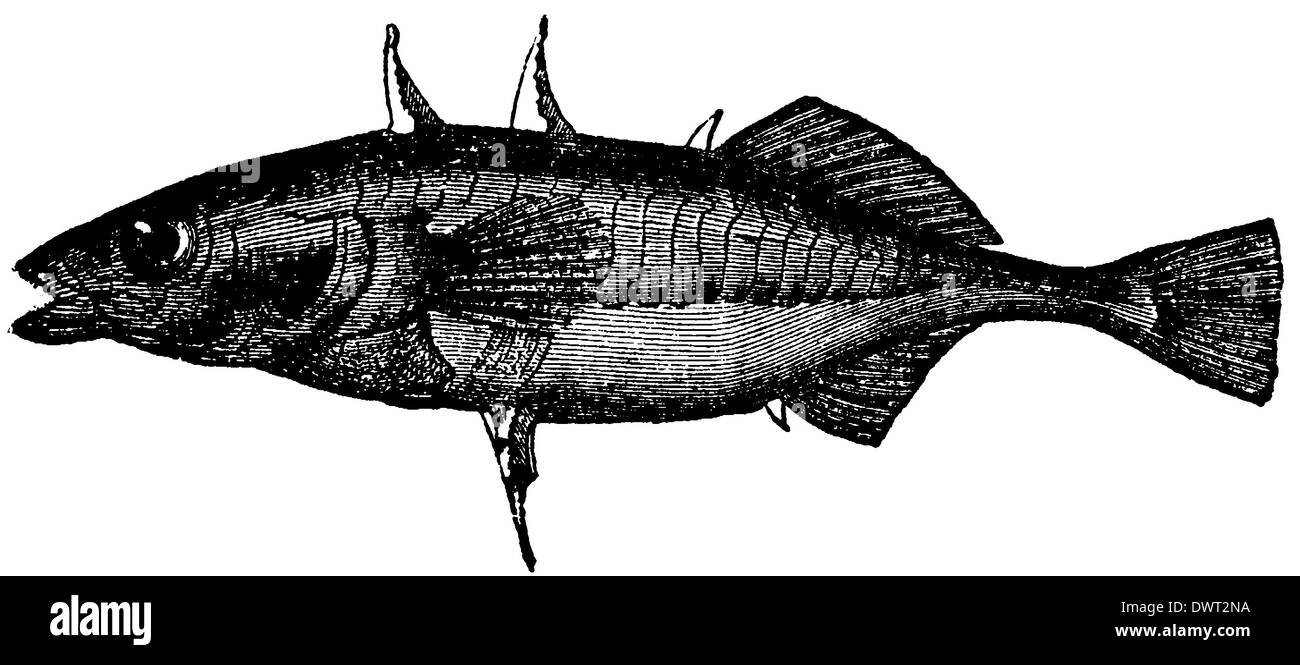 Stickleback fish gasterosteus hi-res stock photography and images - Alamy