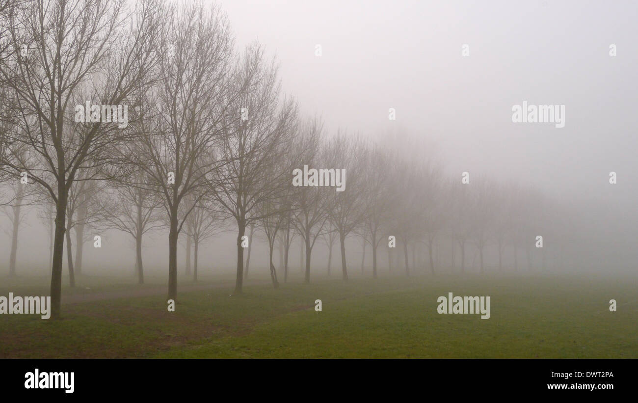 Trees along a path in the fog fading away into the distance Stock Photo ...