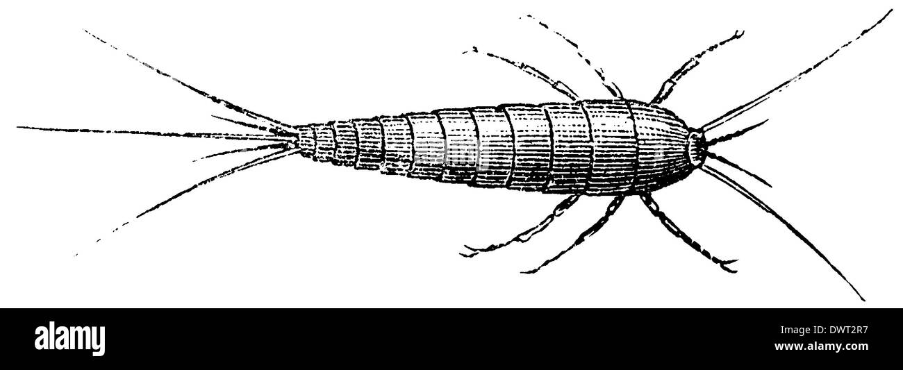 Silverfish engraving hi-res stock photography and images - Alamy