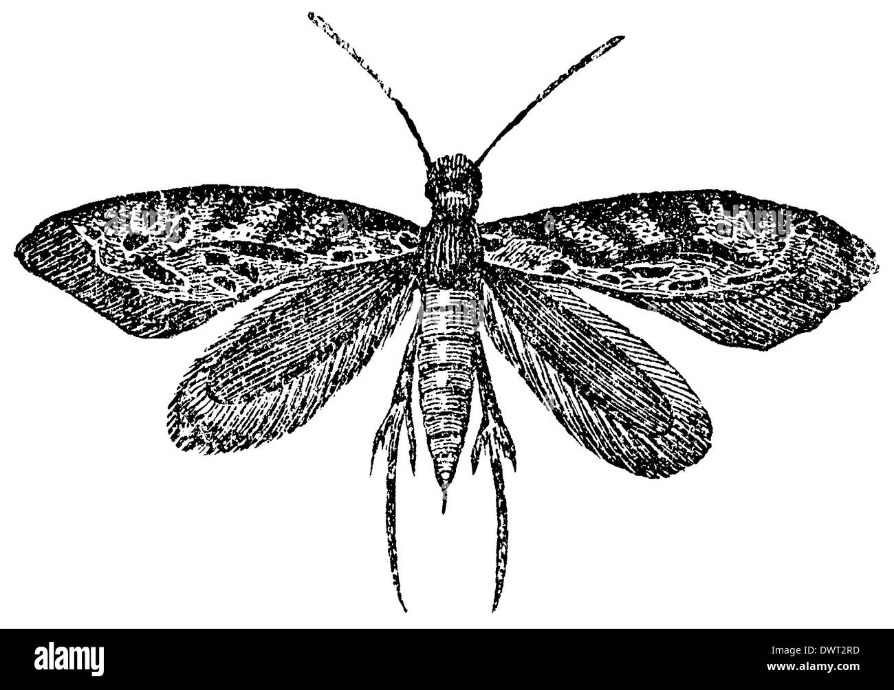 Moth drawing Cut Out Stock Images & Pictures - Alamy