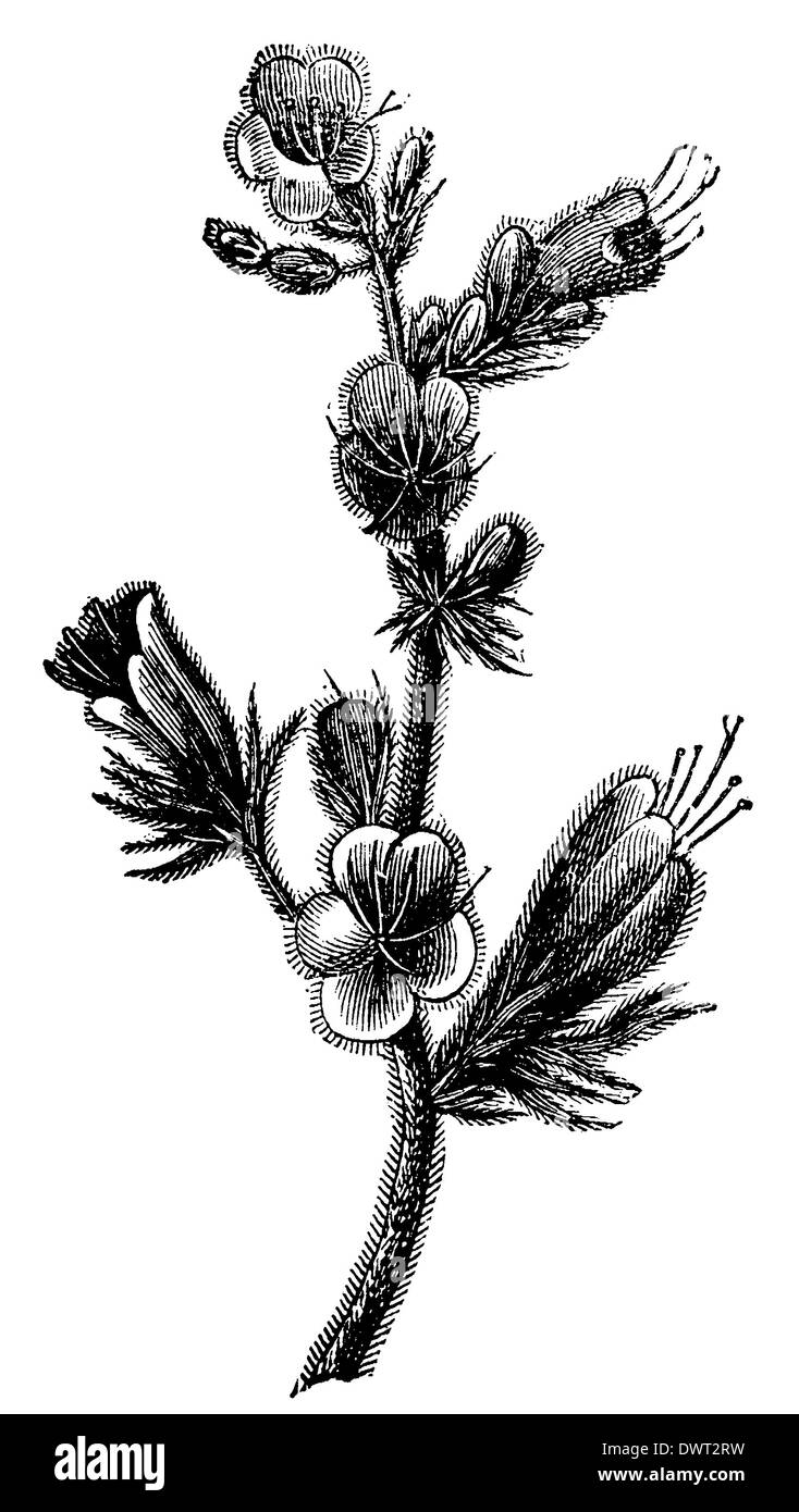 Botanical illustration of echium vulgare hi-res stock photography and ...