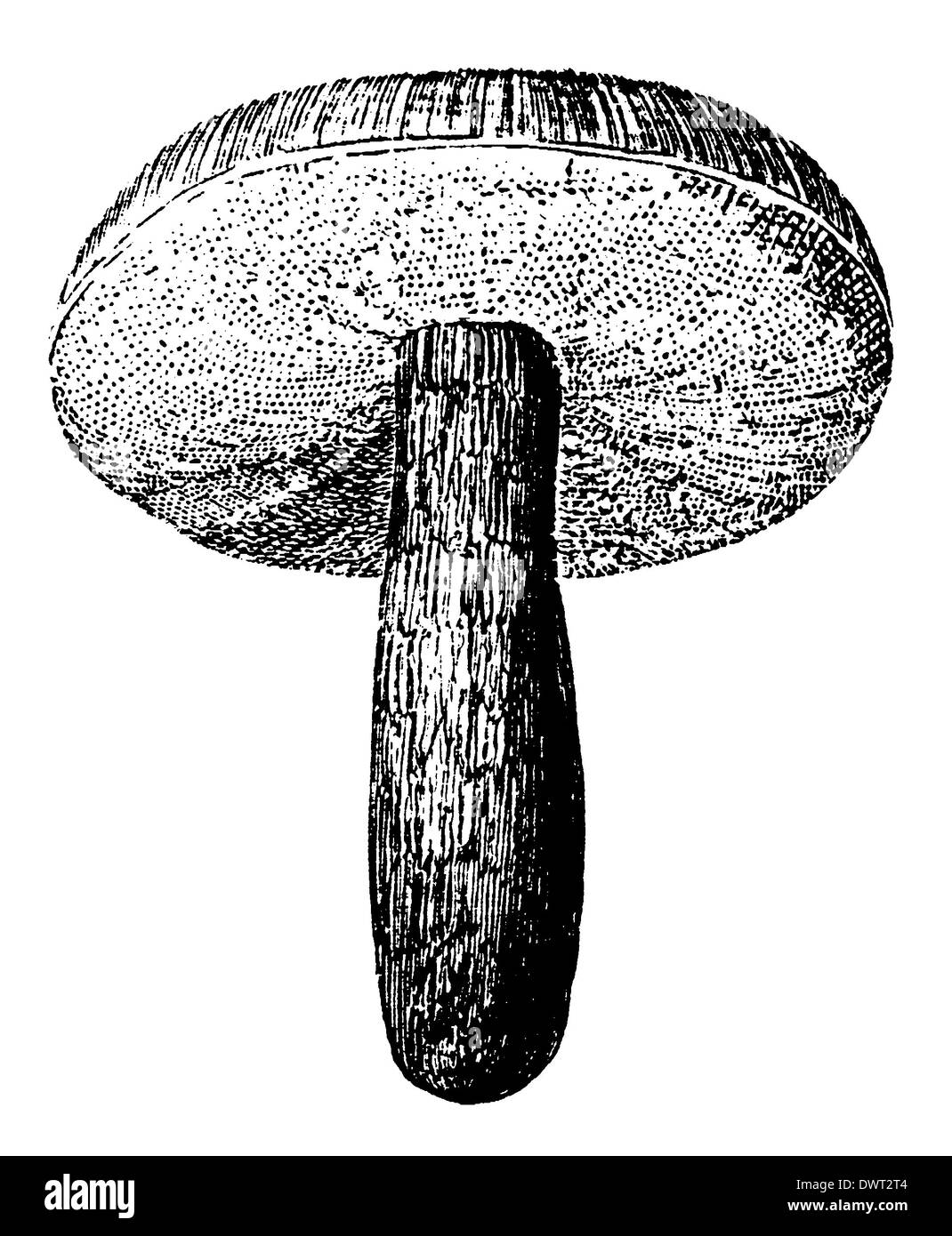 Boletus edulis drawing hi-res stock photography and images - Alamy