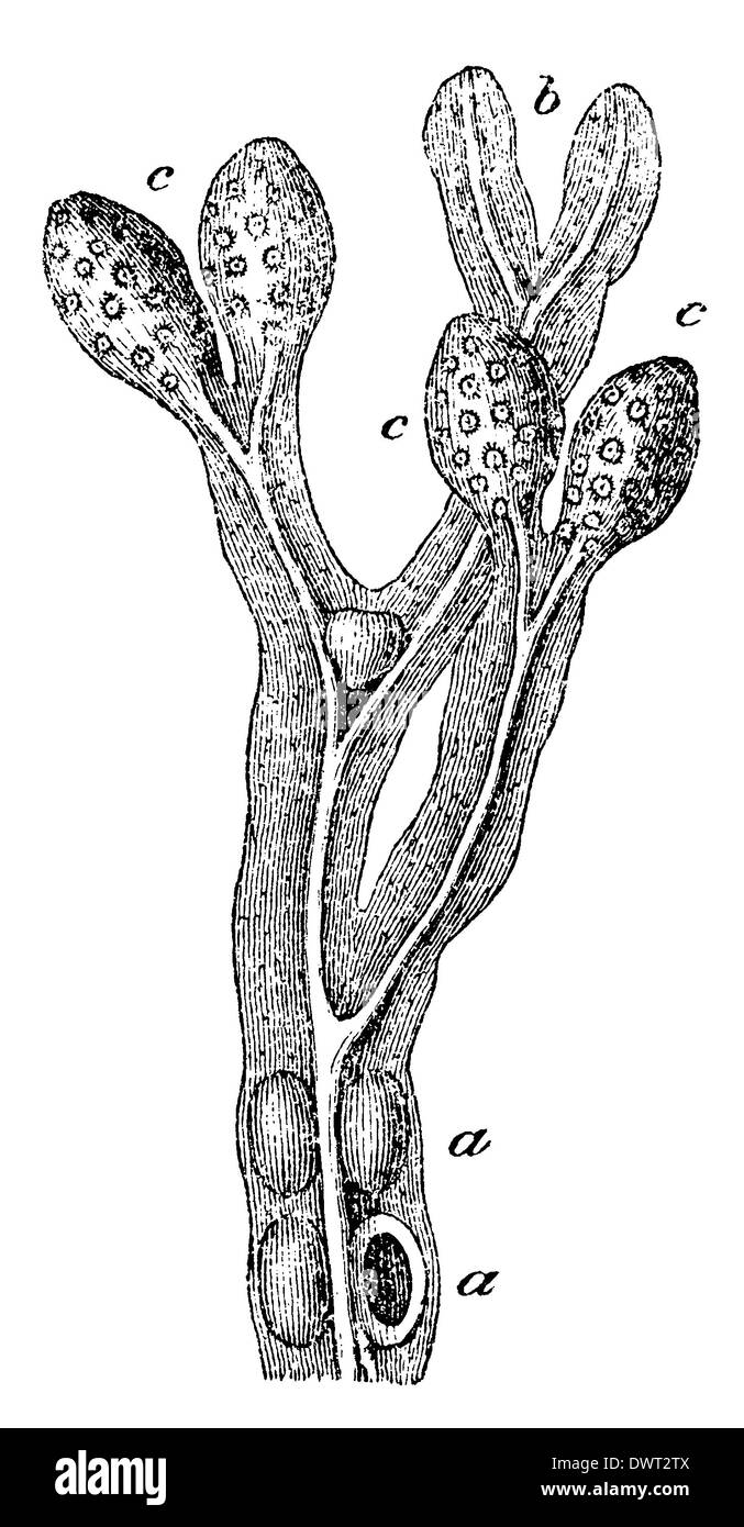 Bladder drawing hi-res stock photography and images - Alamy