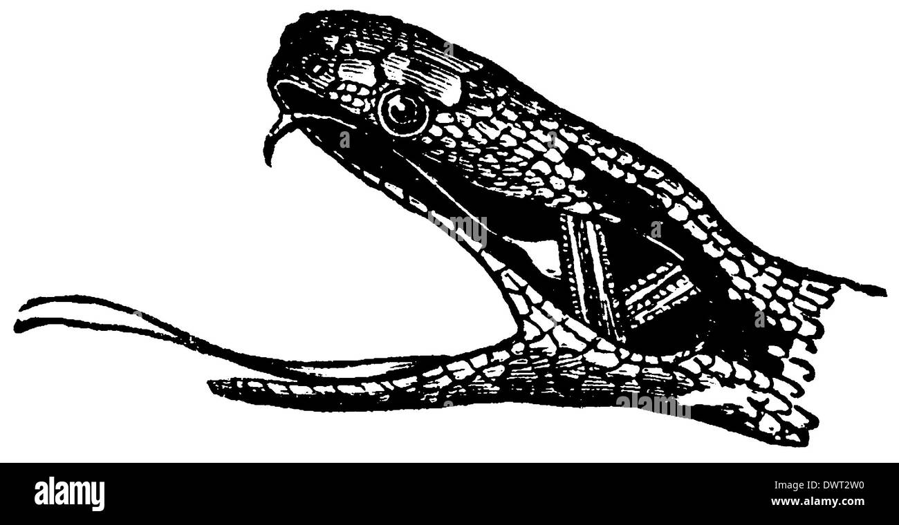 Adder, common viper: head Stock Photo - Alamy