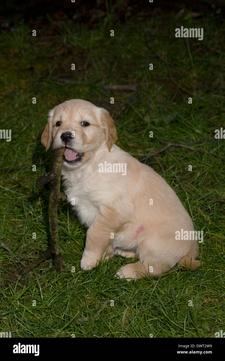 Betty, Yorkbeach Golden Sea Mist, 7 week old female golden retriever ...