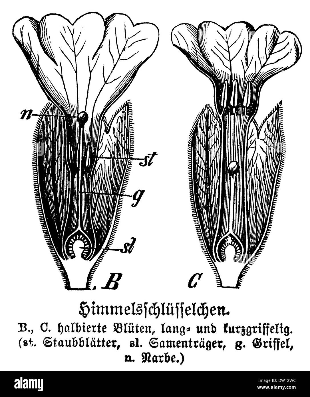 Botanical illustration of cowslip Black and White Stock Photos & Images ...