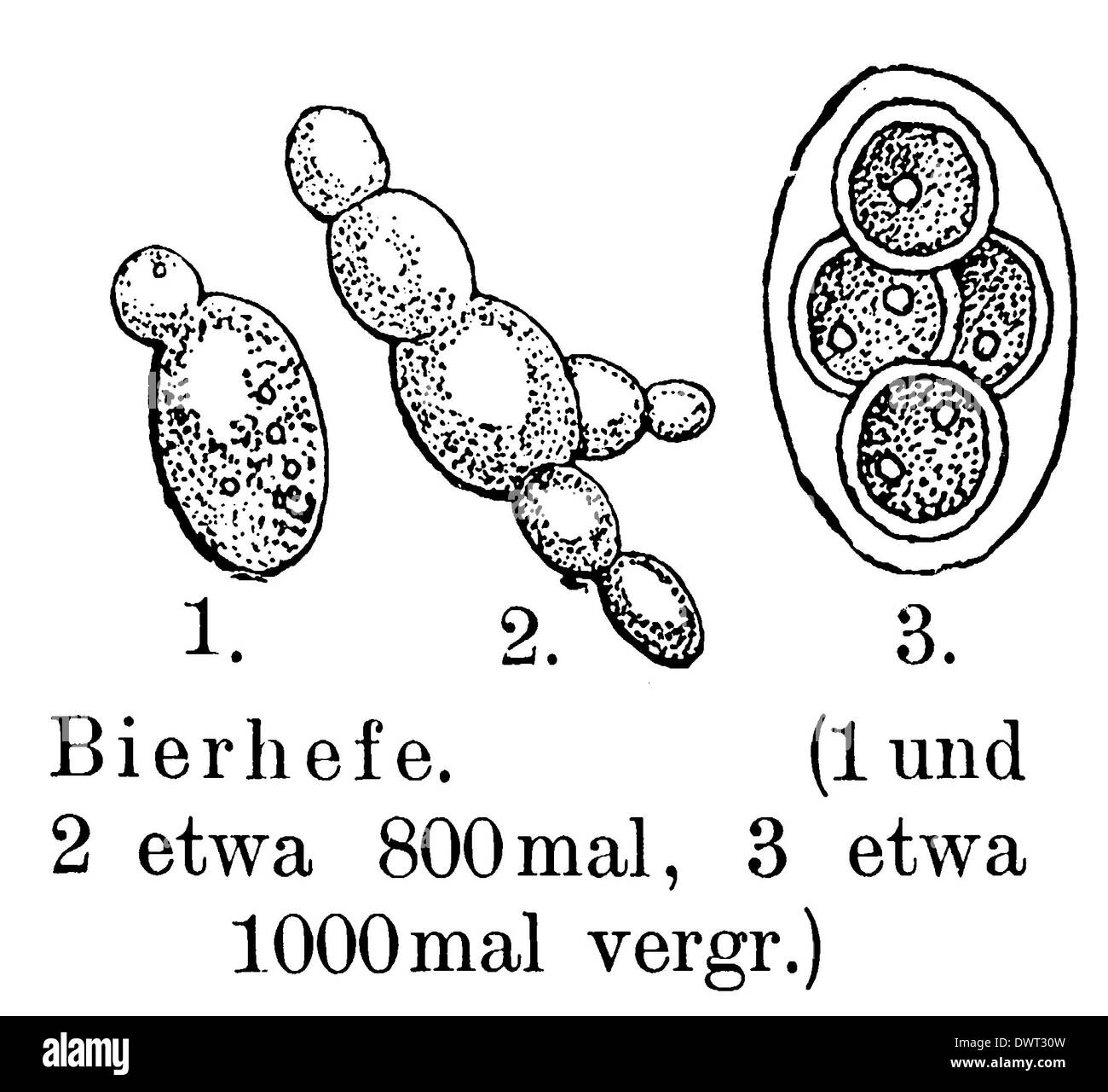 Saccharomyces Cerevisiae Diagram