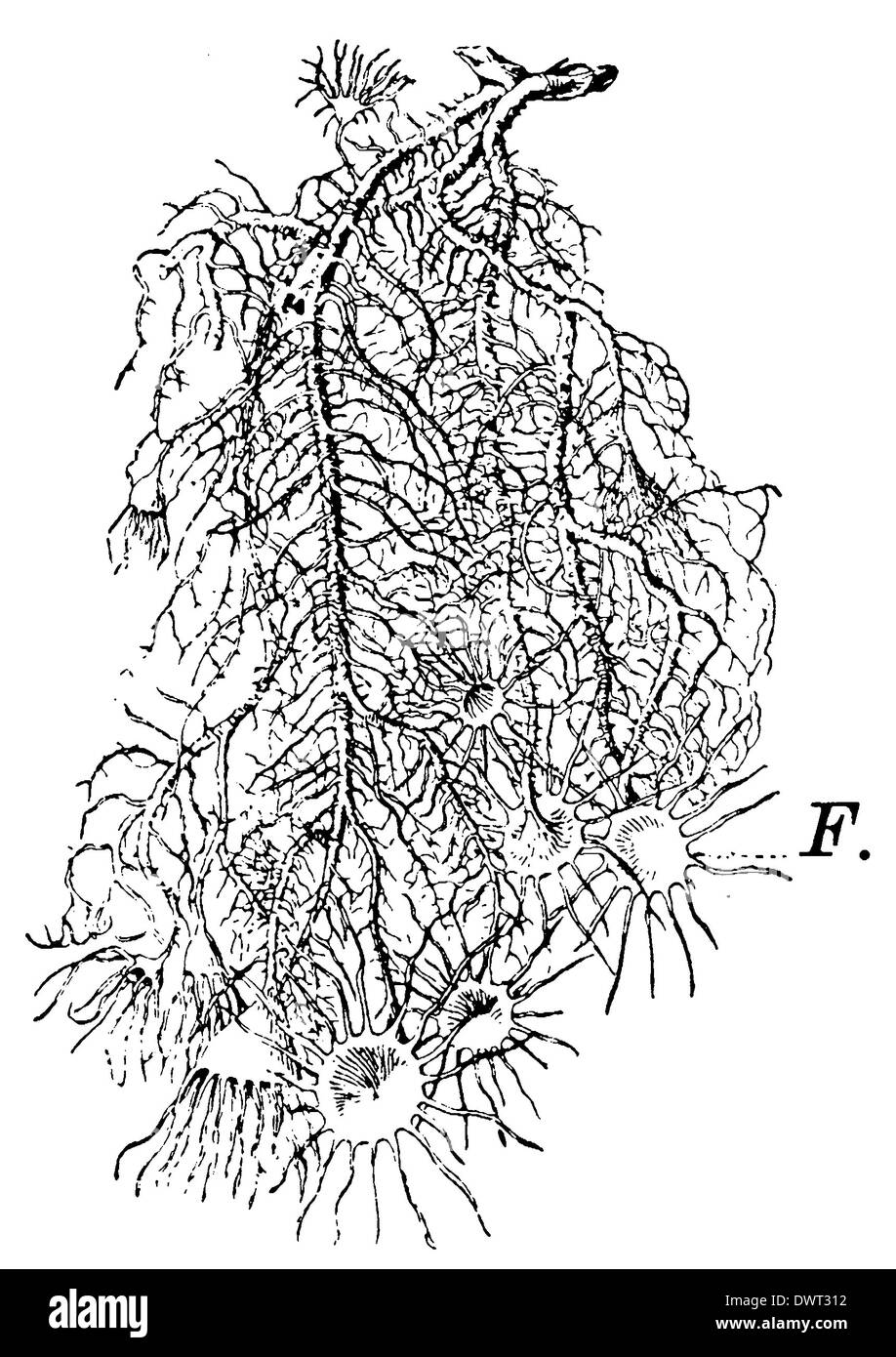 Lichens illustration hi-res stock photography and images - Alamy