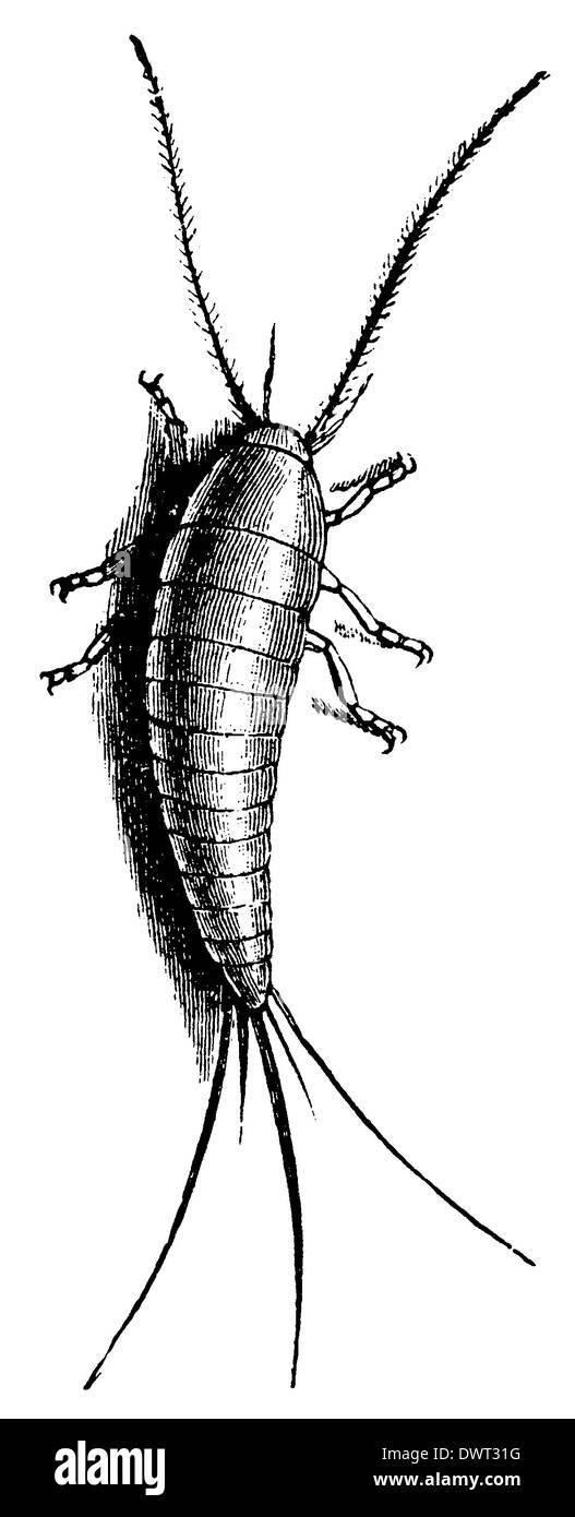 Silverfish engraving hi-res stock photography and images - Alamy