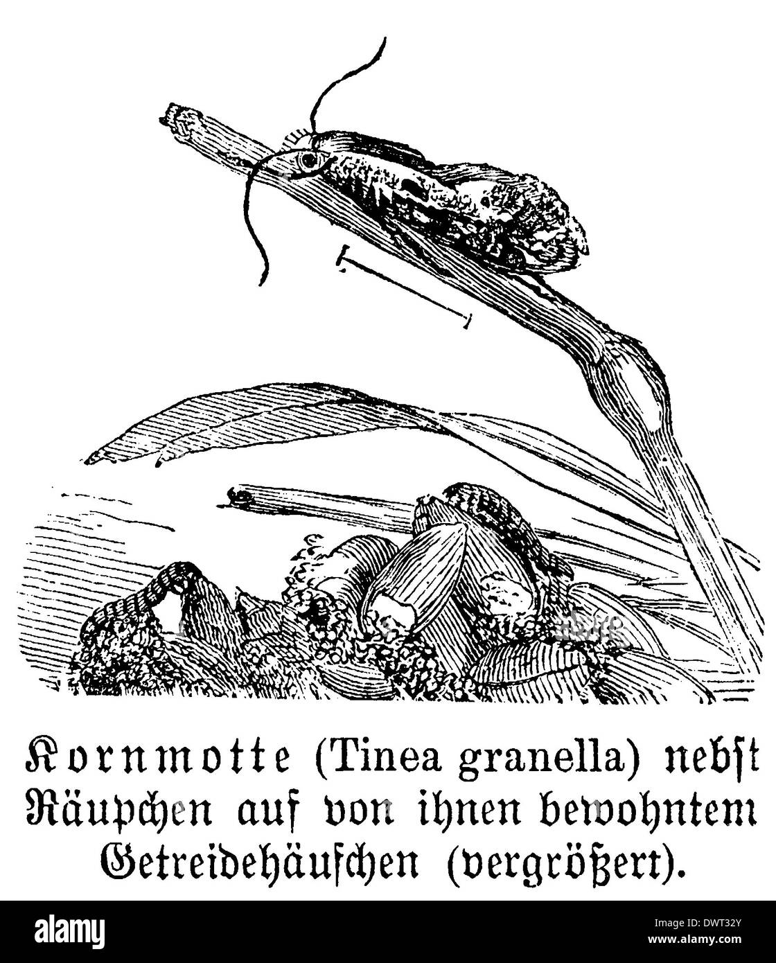 Moth with white Black and White Stock Photos & Images - Alamy