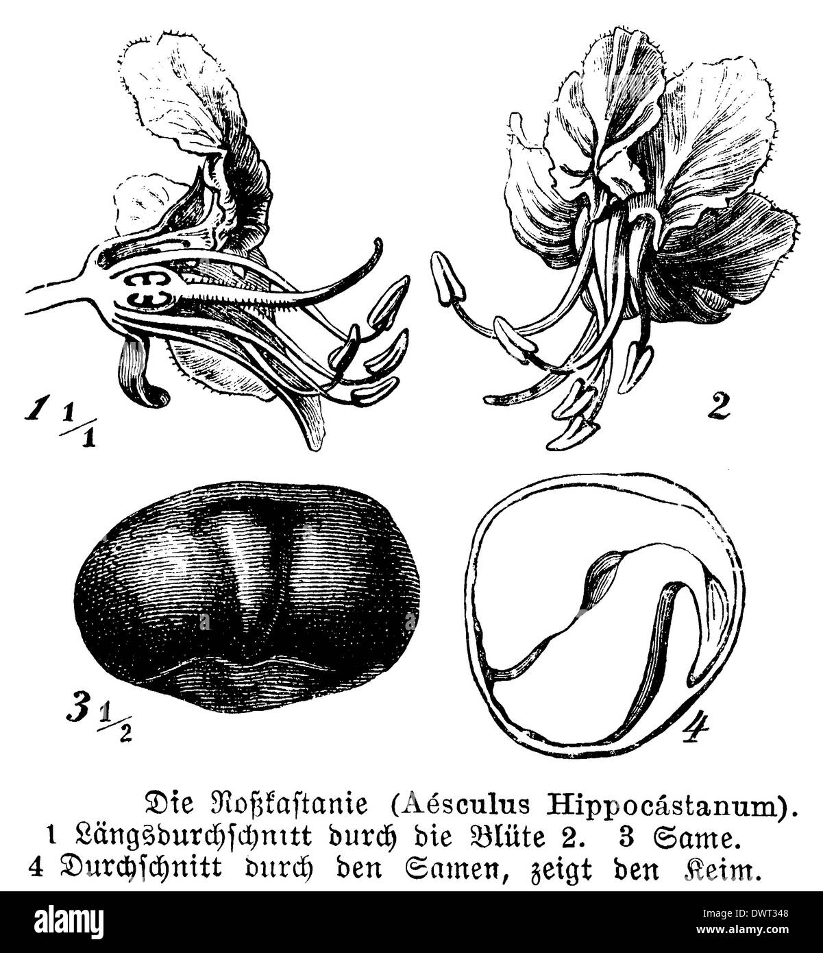 Buckeye historical hi-res stock photography and images - Alamy