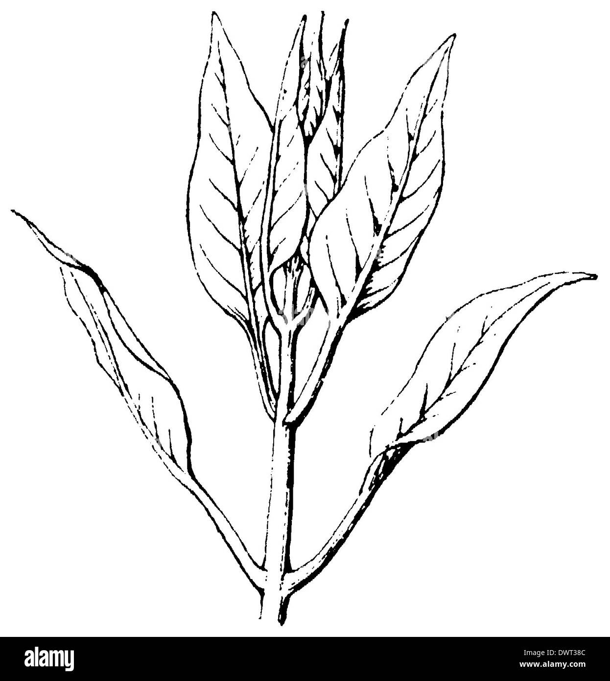 Lilac botanical Black and White Stock Photos & Images - Alamy