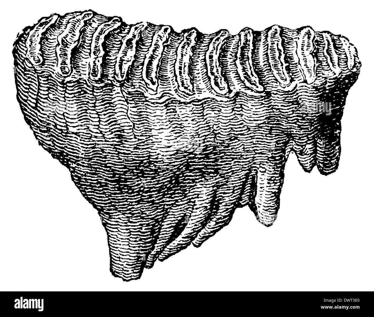 Graphics elephant Black and White Stock Photos & Images - Alamy