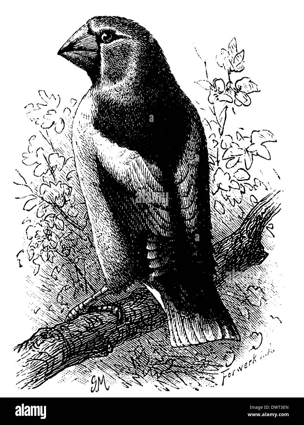 Hawfinch Black and White Stock Photos & Images - Alamy