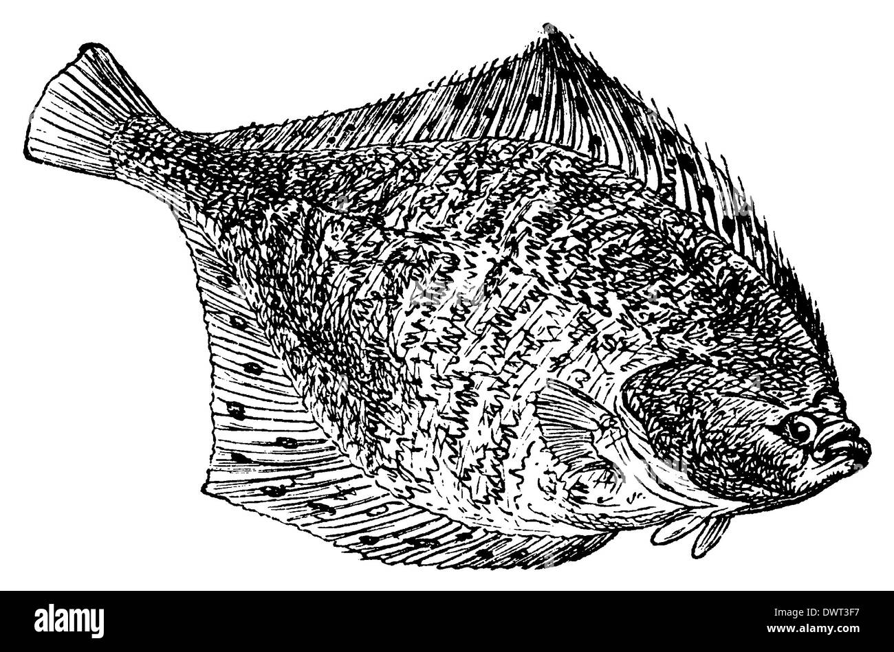 Historical plaice hi-res stock photography and images - Alamy