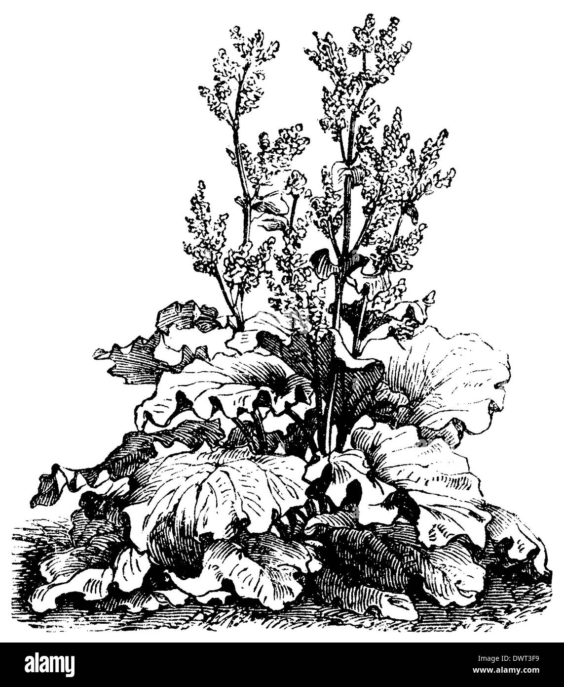 Black and white rhubarb hi-res stock photography and images - Alamy