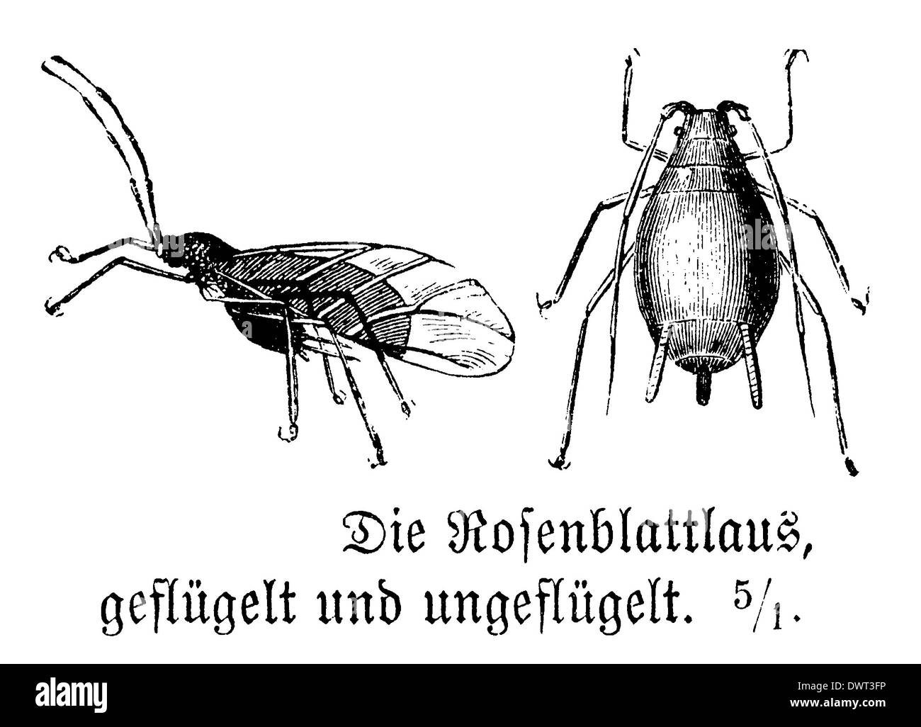 Wingless insects hi-res stock photography and images - Alamy