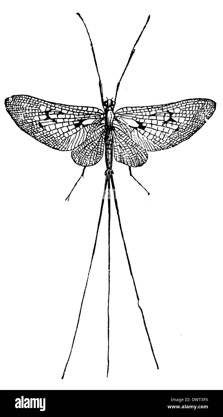 Mayfly Drawing