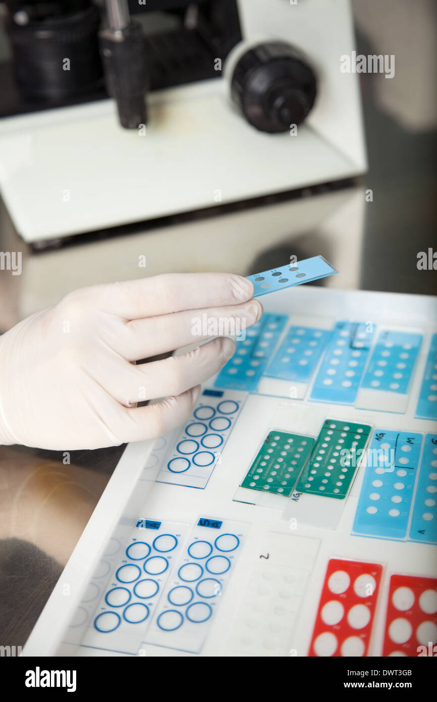 Microscope slide hi-res stock photography and images - Alamy