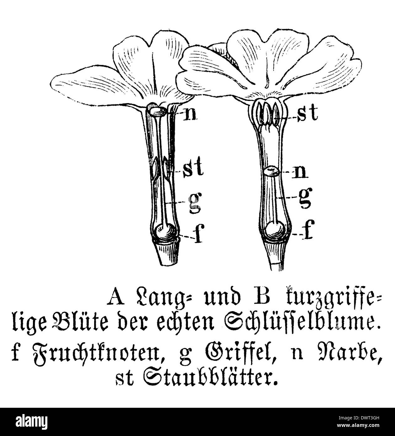 Botanical illustration of cowslip hi-res stock photography and images ...