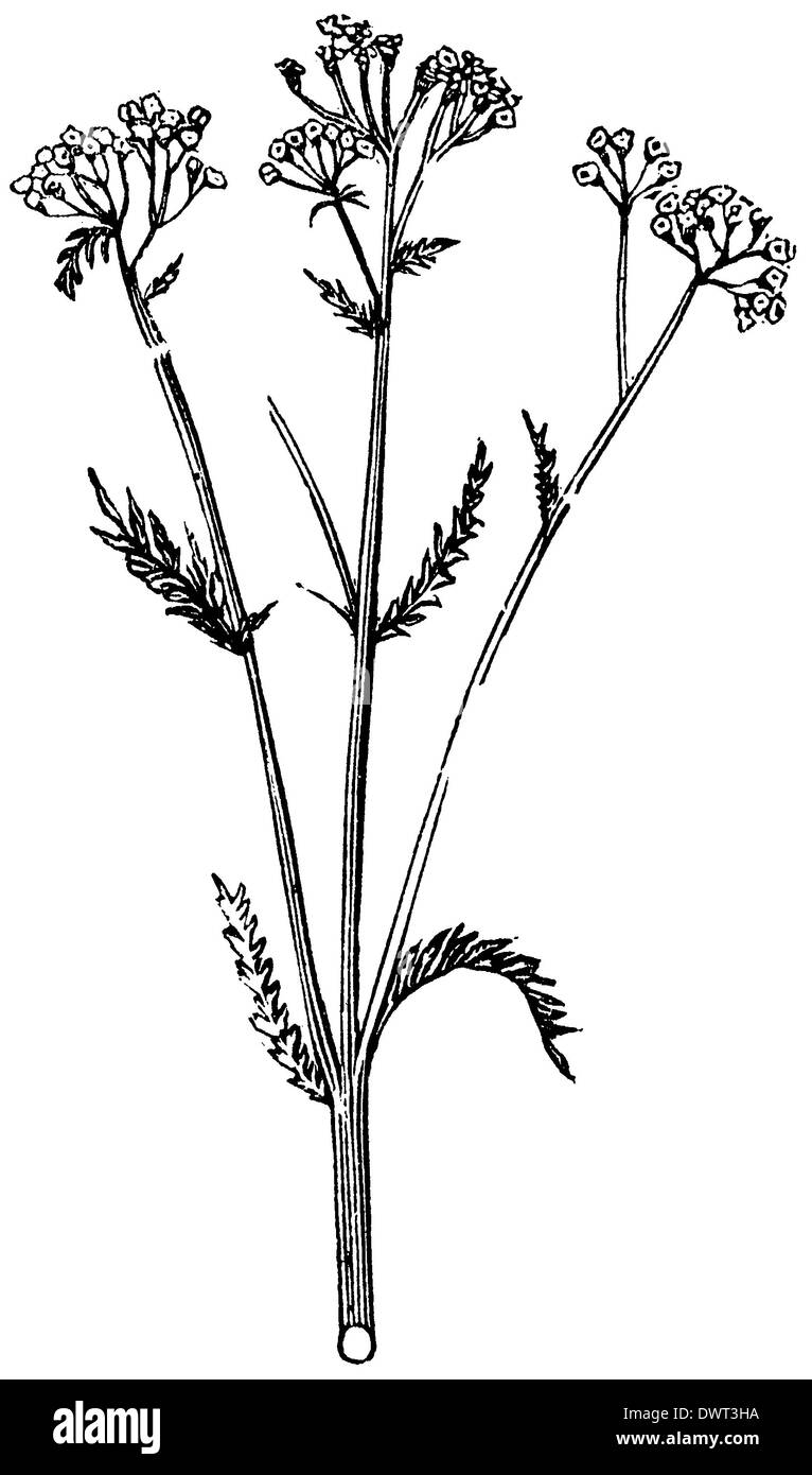Drawing of yarrow Black and White Stock Photos & Images - Alamy