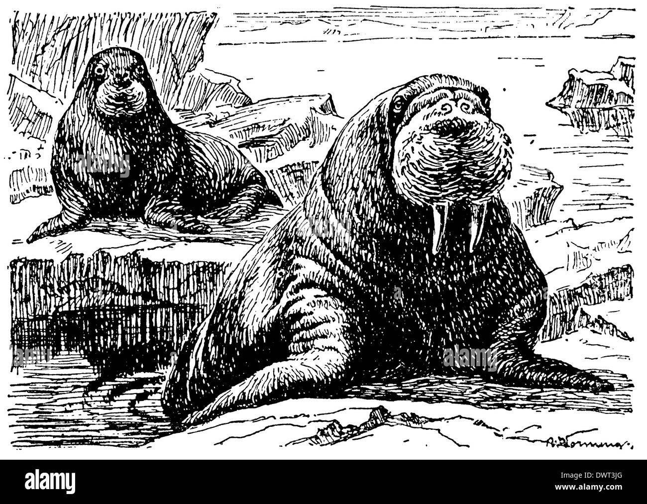 Black and white walrus hi-res stock photography and images - Alamy