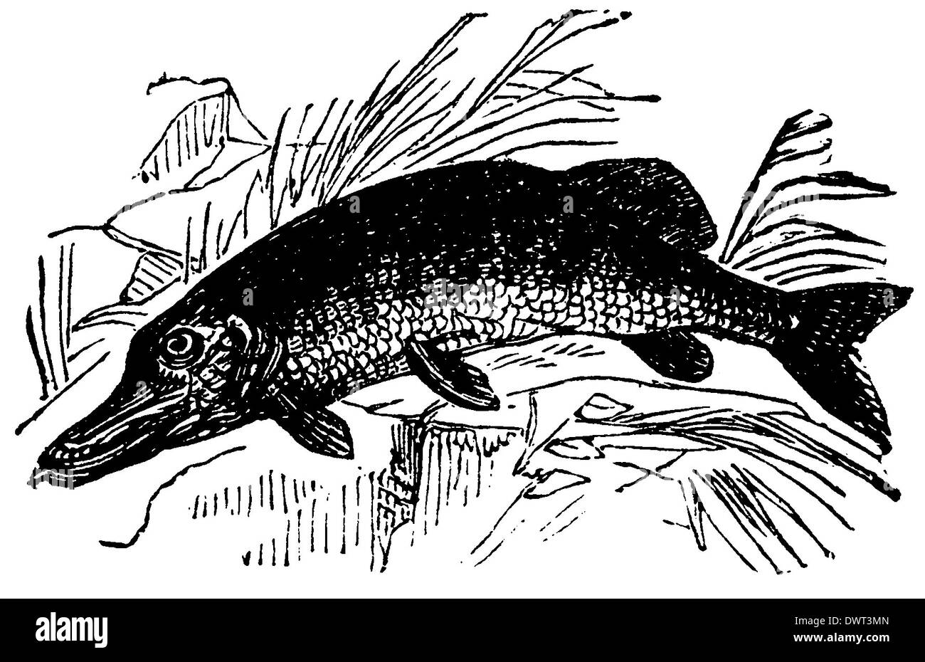 Wood pike hi-res stock photography and images - Alamy