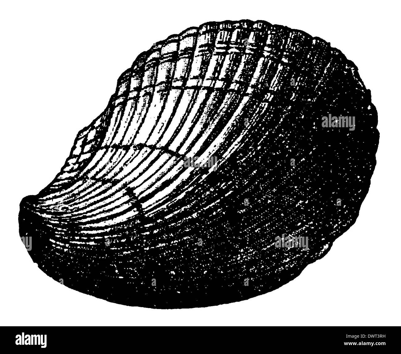 Shell engraving Black and White Stock Photos & Images - Alamy