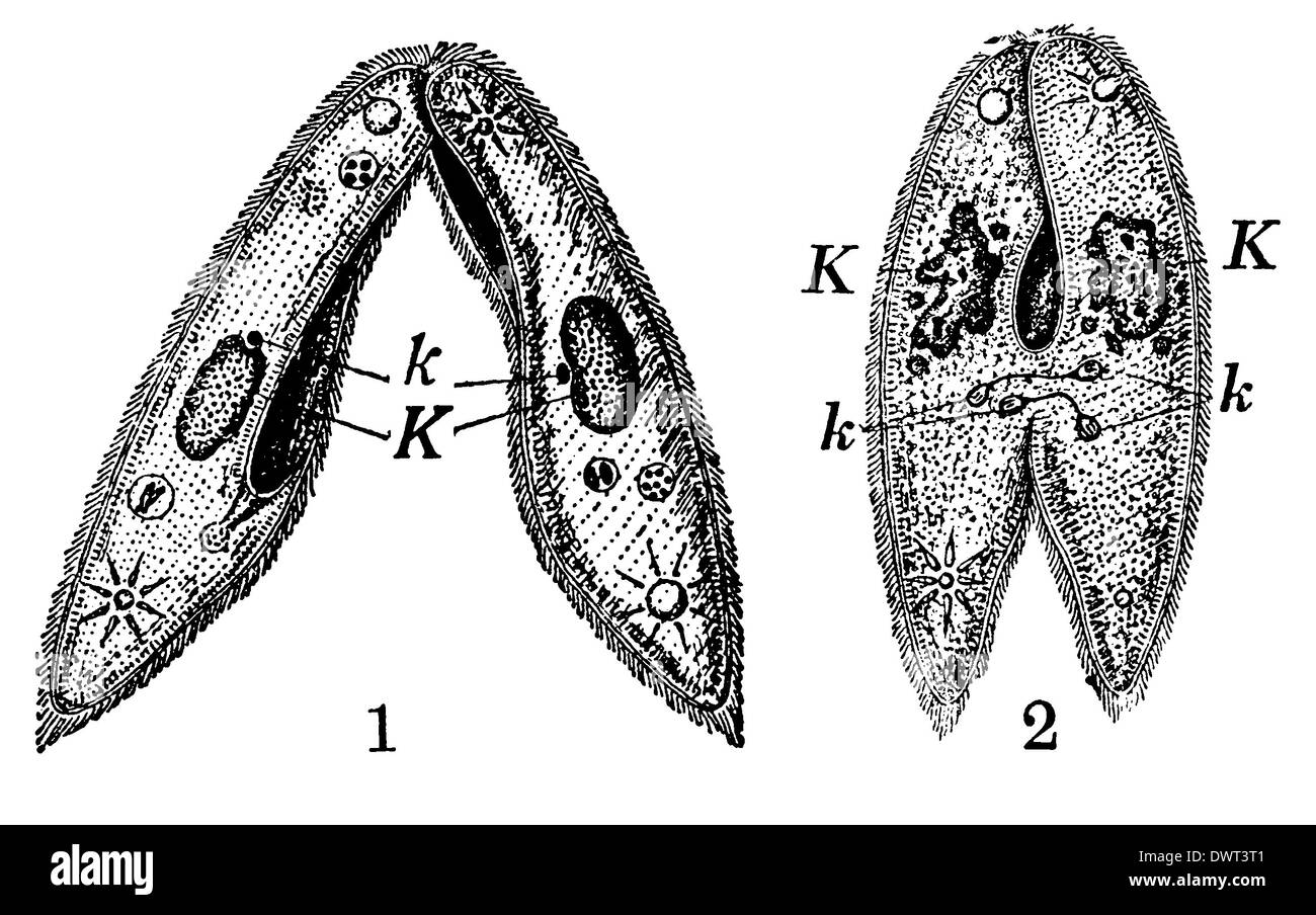 Paramaecium hi-res stock photography and images - Alamy