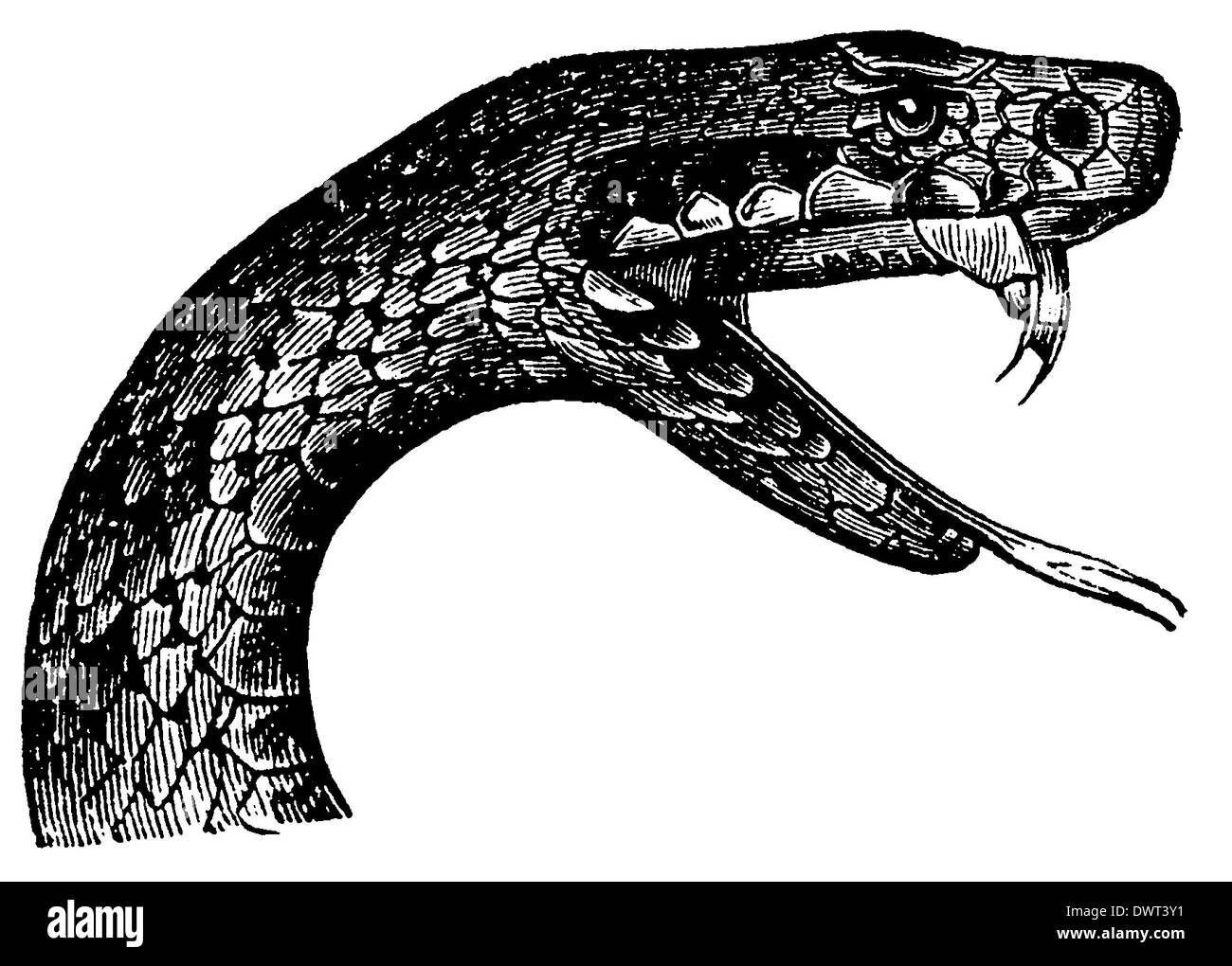 Adder, common viper: head Stock Photo - Alamy