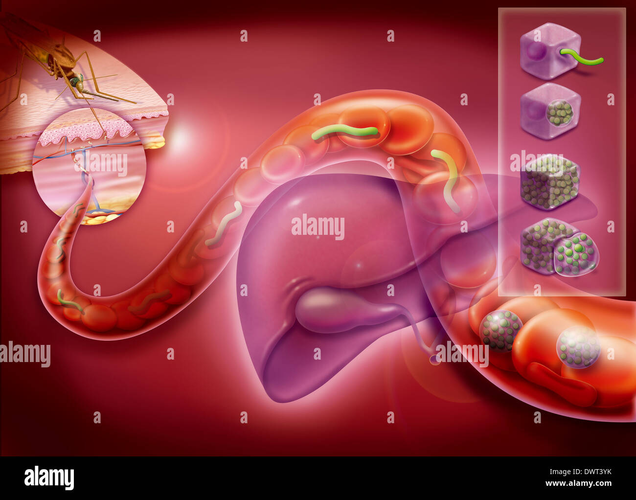 Malaria cycle hi-res stock photography and images - Alamy