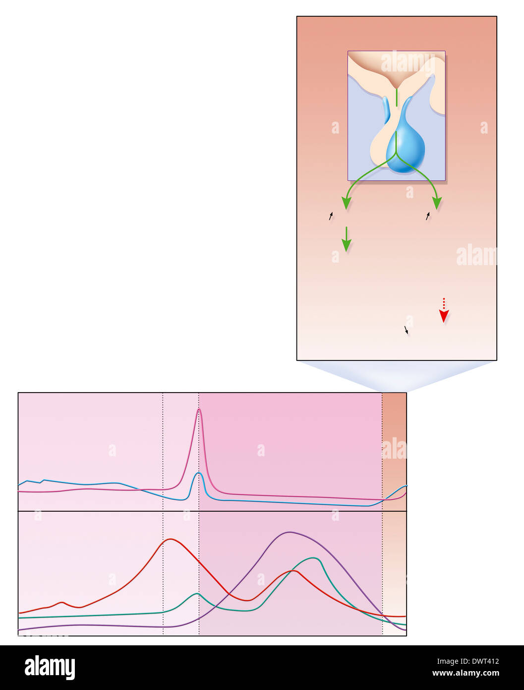 Menstrual cycle, drawing Stock Photo - Alamy