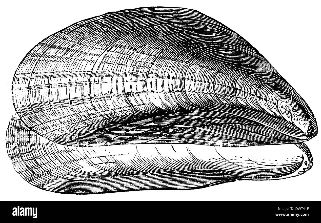 Mussel illustration hi-res stock photography and images - Alamy