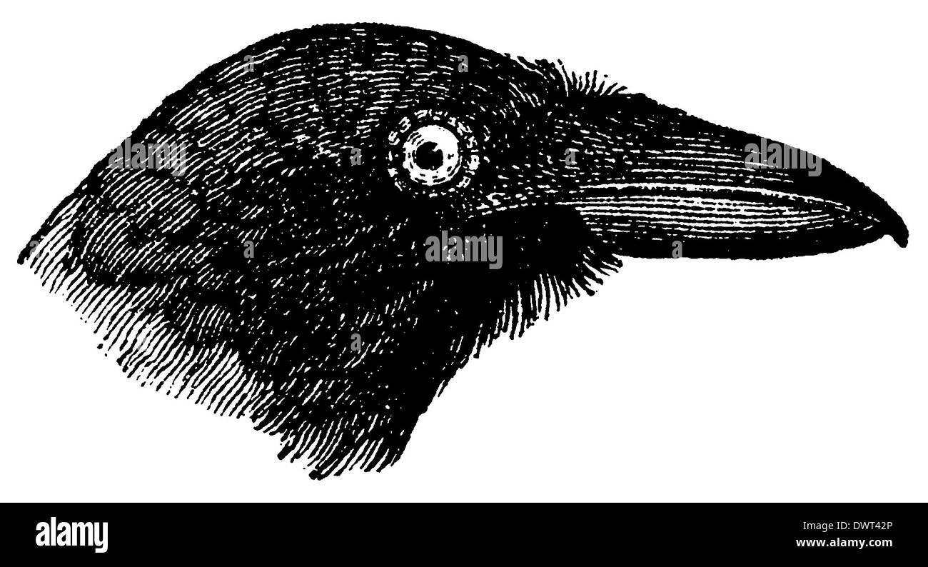 Engraving of the wood crow hi-res stock photography and images - Alamy