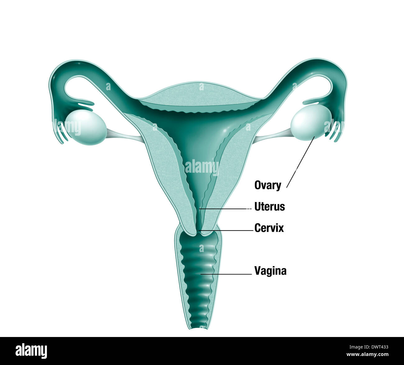 Female genitalia, drawing Stock Photo - Alamy