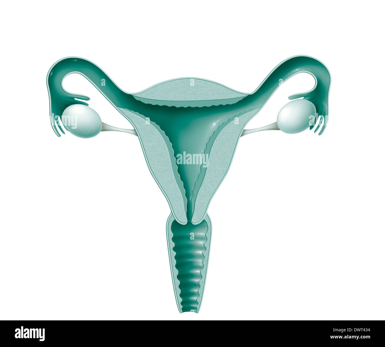 Female genitalia, drawing Stock Photo - Alamy