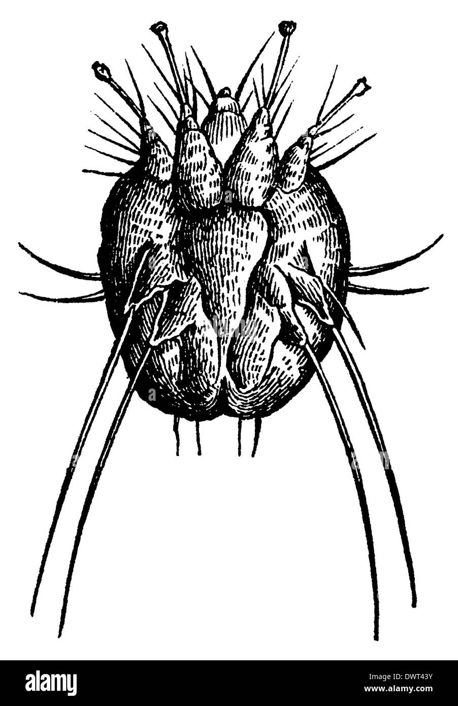 Sarcoptes scabiei hi-res stock photography and images - Alamy