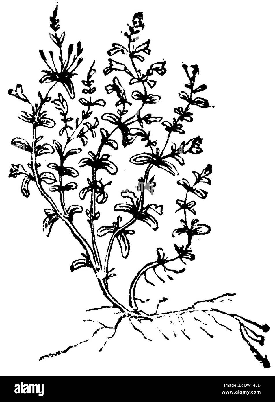 Lamiaceae (mint) drawing hi-res stock photography and images - Alamy