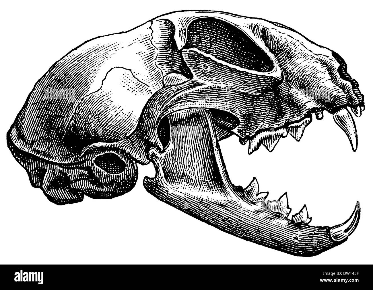 Domestic Cat Skull Drawing
